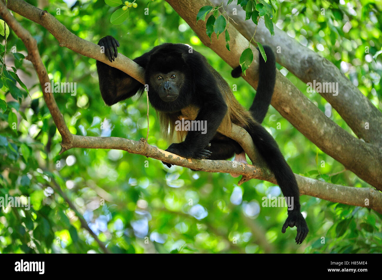 Mantled Howler Monkey (Alouatta palliata), Cahuita National Park, Costa ...