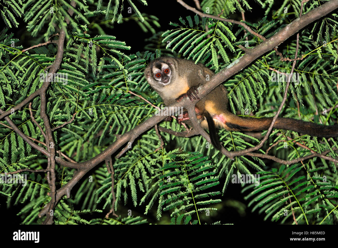 Lemurine Night Monkey (Aotus lemurinus) at night, Cali, Colombia Stock ...