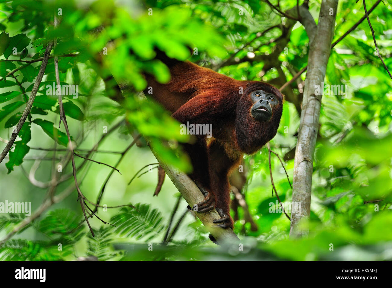 Red Howler Monkey (Alouatta seniculus), Tambopata-Candamo Nature ...