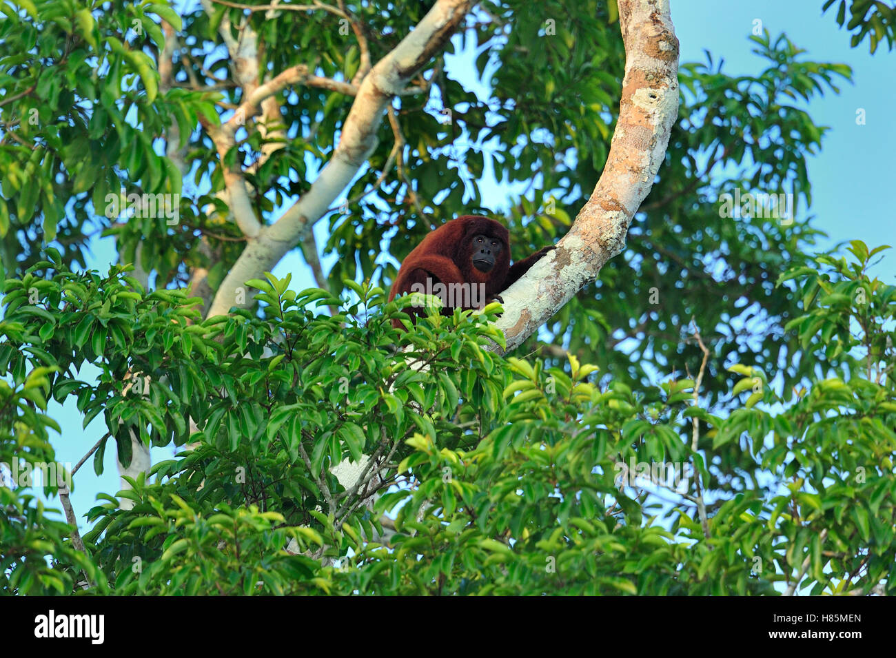 Red Howler Monkey (Alouatta seniculus), Tambopata-Candamo Nature ...