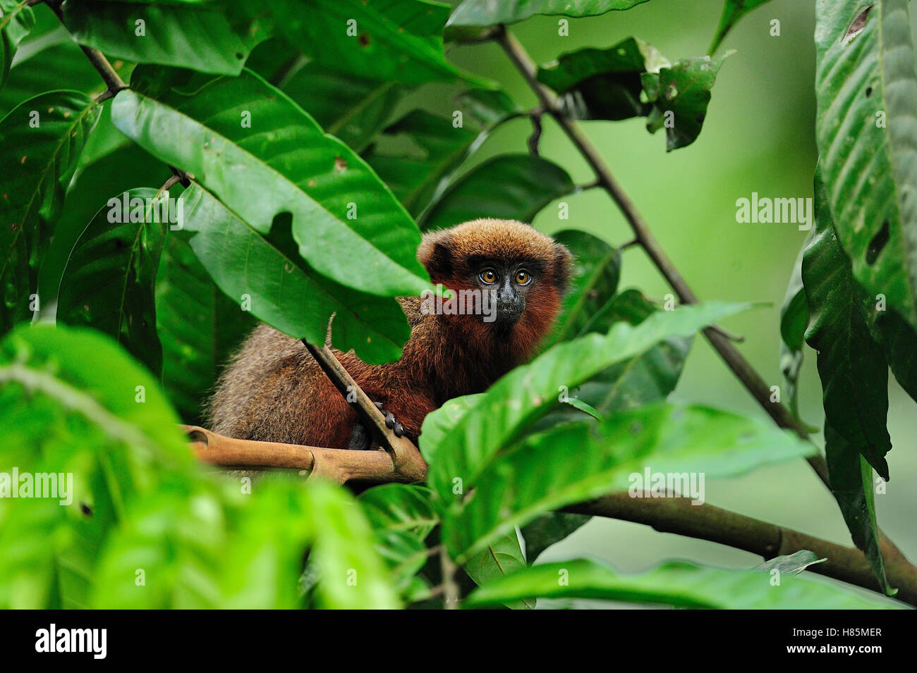 Brown Titi (Callicebus brunneus), Tambopata-Candamo Nature Reserve ...