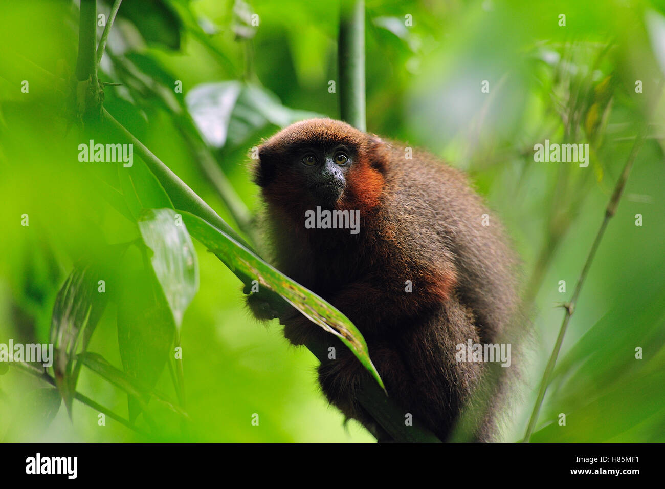 Brown Titi (Callicebus brunneus), Tambopata-Candamo Nature Reserve ...