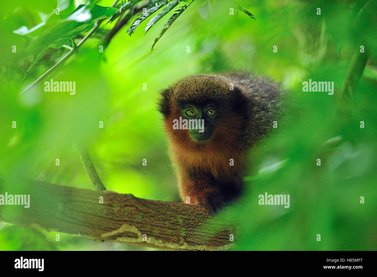 Brown Titi (Callicebus brunneus), Tambopata-Candamo Nature Reserve ...