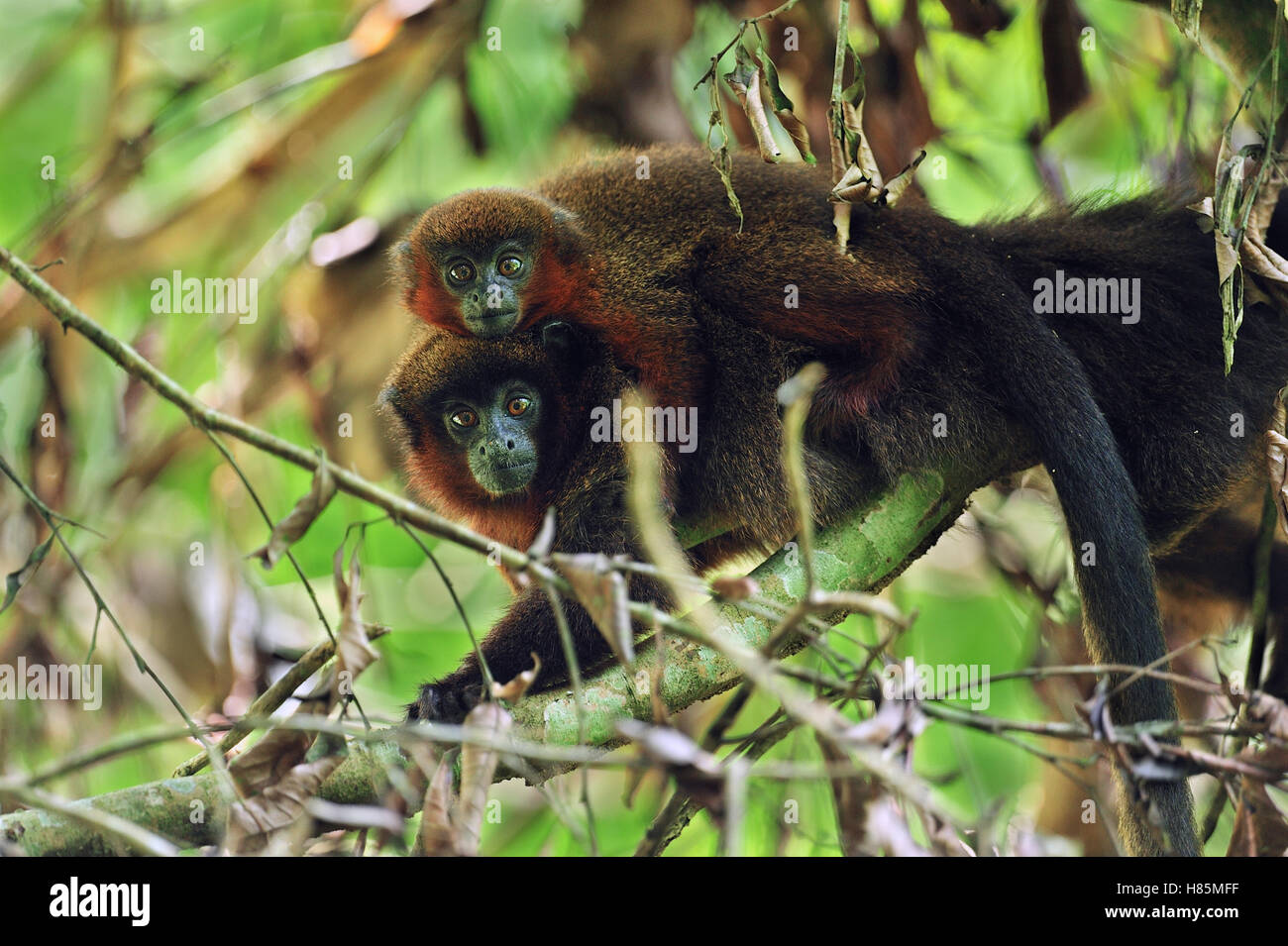 Brown Titi (Callicebus brunneus) mother with young, Tambopata-Candamo ...