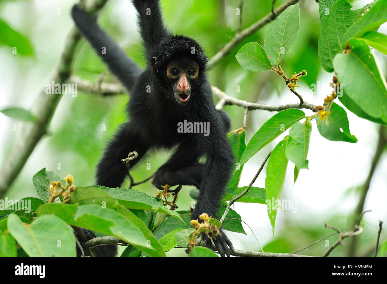 Black-faced Spider Monkey (Ateles chamek) juvenile calling, Tambopata ...