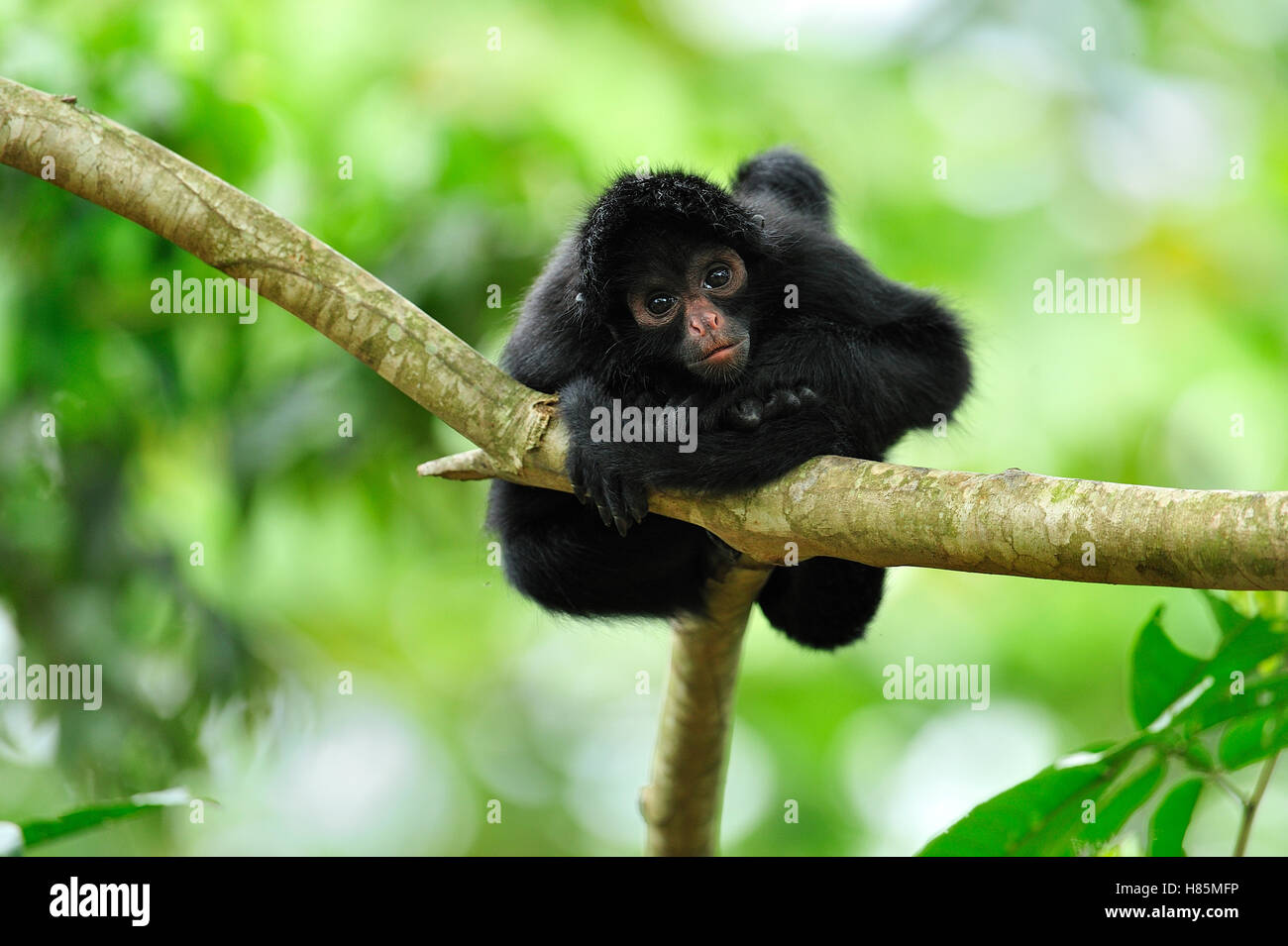 Black-faced Spider Monkey (Ateles chamek) juvenile, Tambopata-Candamo ...