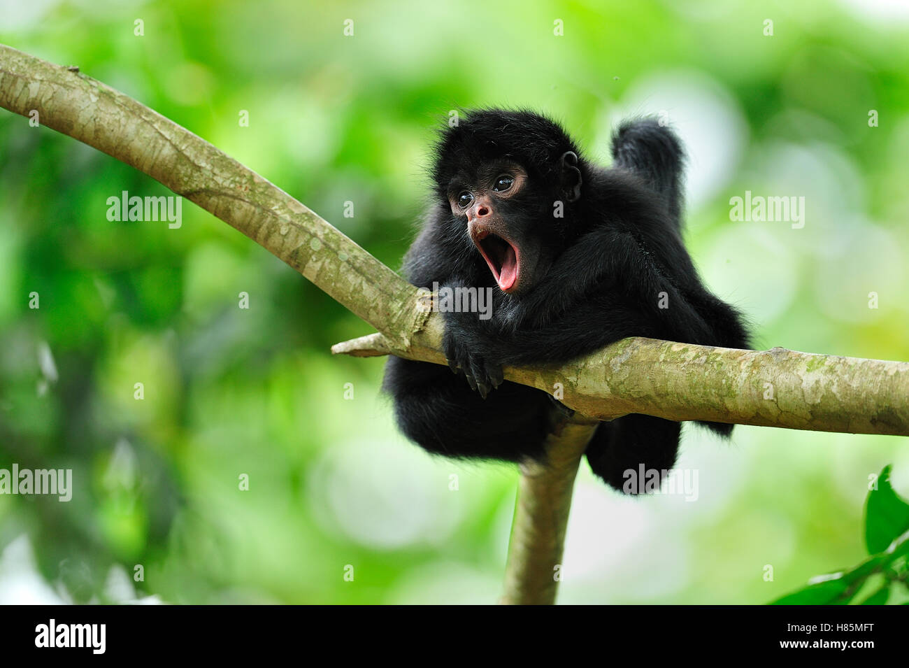 Black-faced Spider Monkey (Ateles chamek) juvenile calling, Tambopata ...