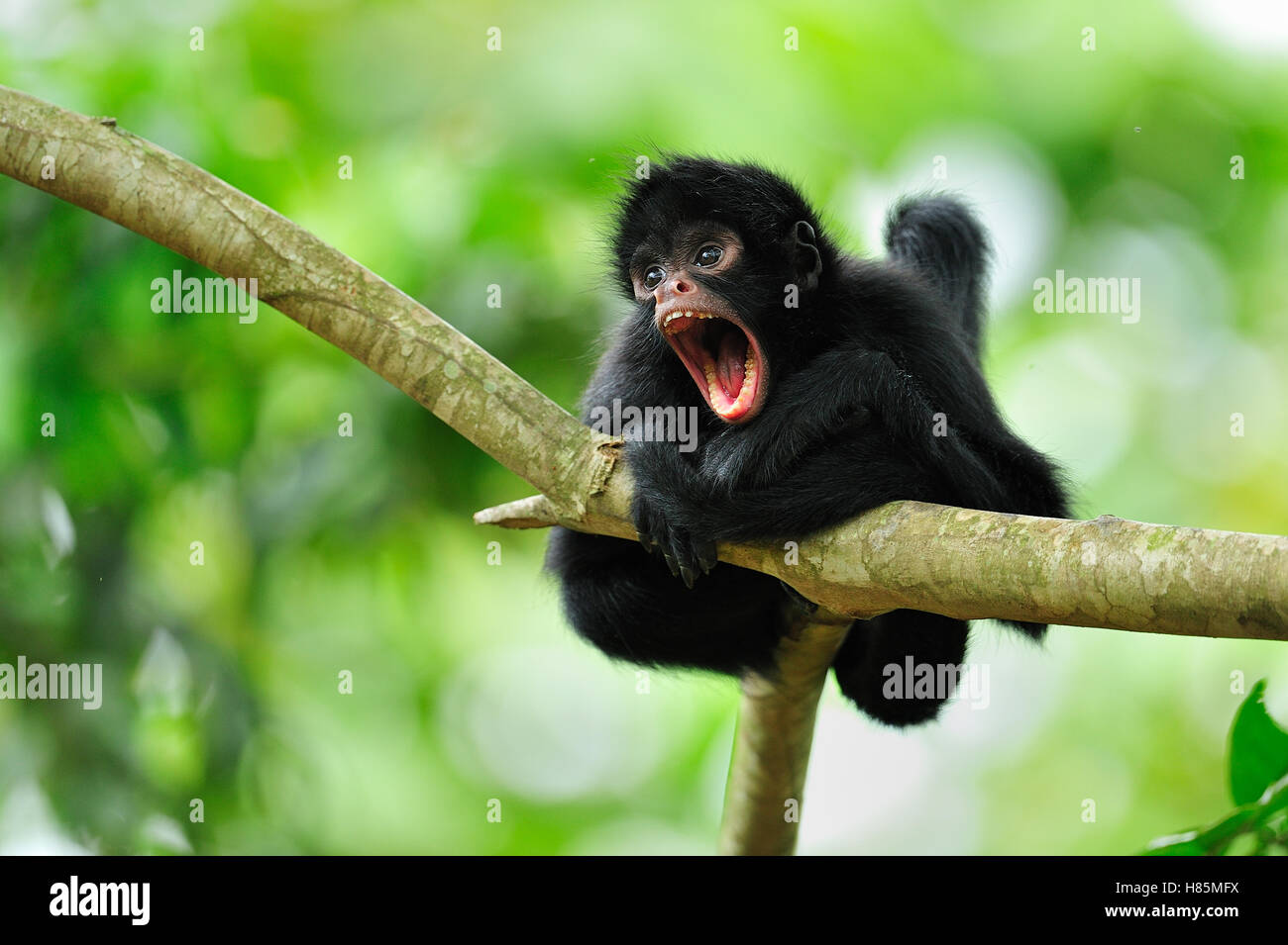 Black-faced Spider Monkey (Ateles chamek) juvenile calling, Tambopata ...