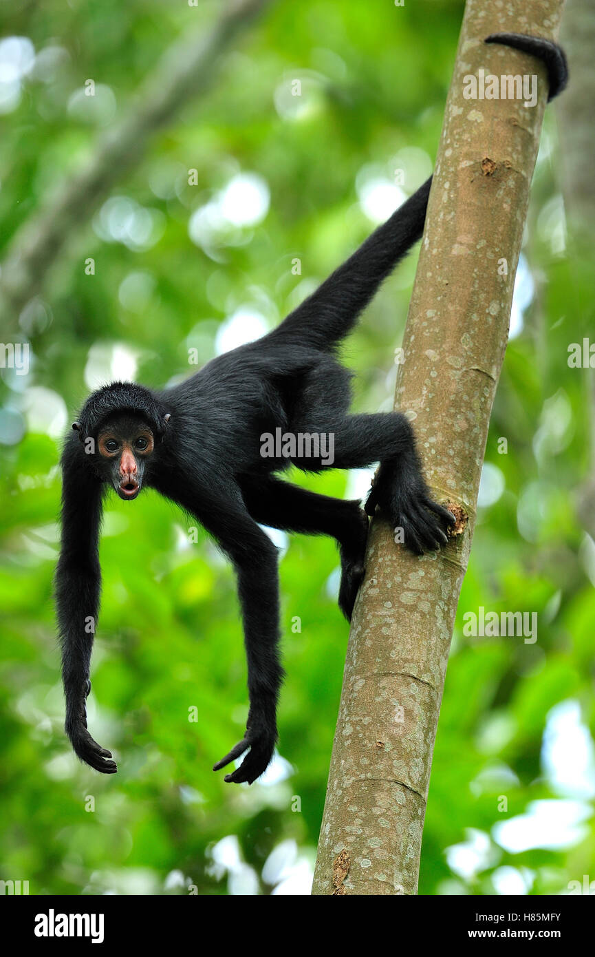 Black-faced Spider Monkey (Ateles chamek) juvenile calling, Tambopata ...