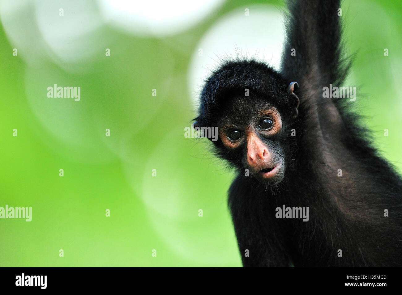 Black-faced Spider Monkey (Ateles chamek) juvenile, Tambopata-Candamo ...