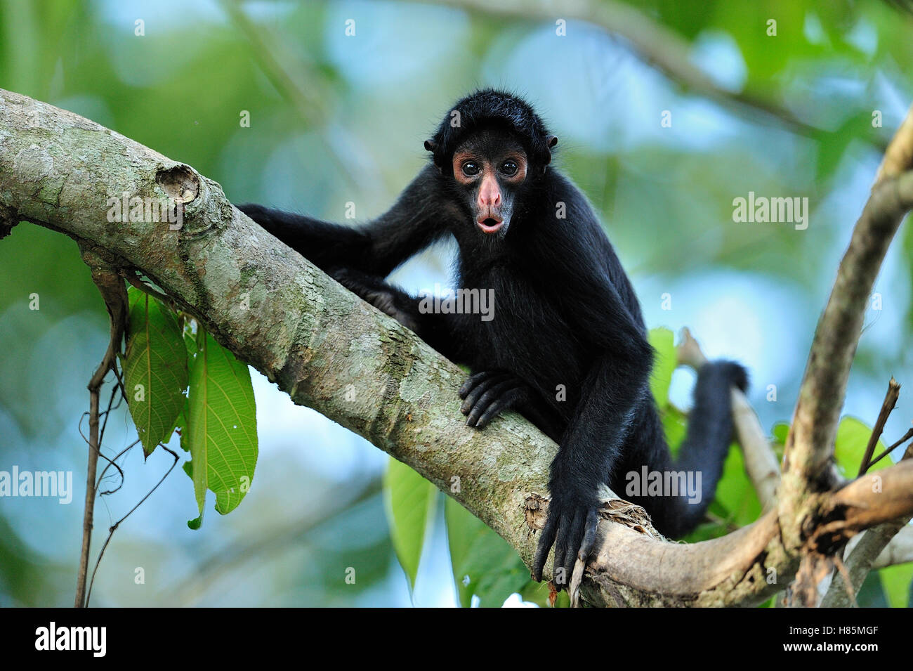 Black-faced Spider Monkey (Ateles chamek) juvenile calling, Tambopata ...