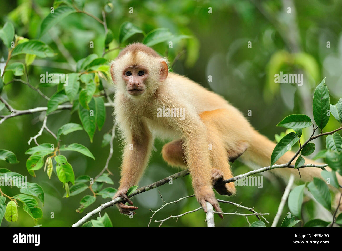 White-fronted Capuchin (Cebus albifrons), Tambopata-Candamo Nature ...