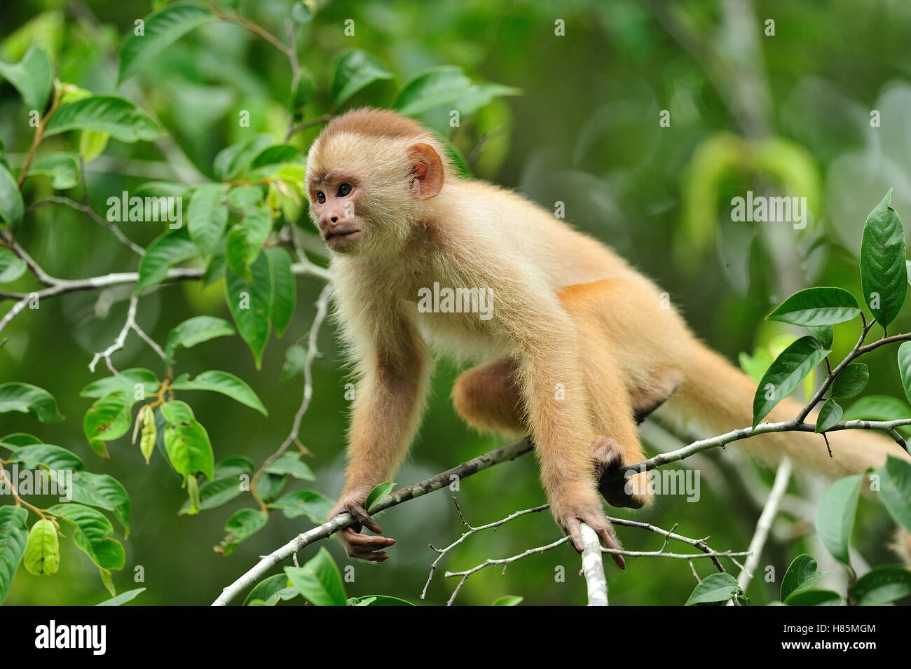White-fronted Capuchin (Cebus albifrons), Tambopata-Candamo Nature ...