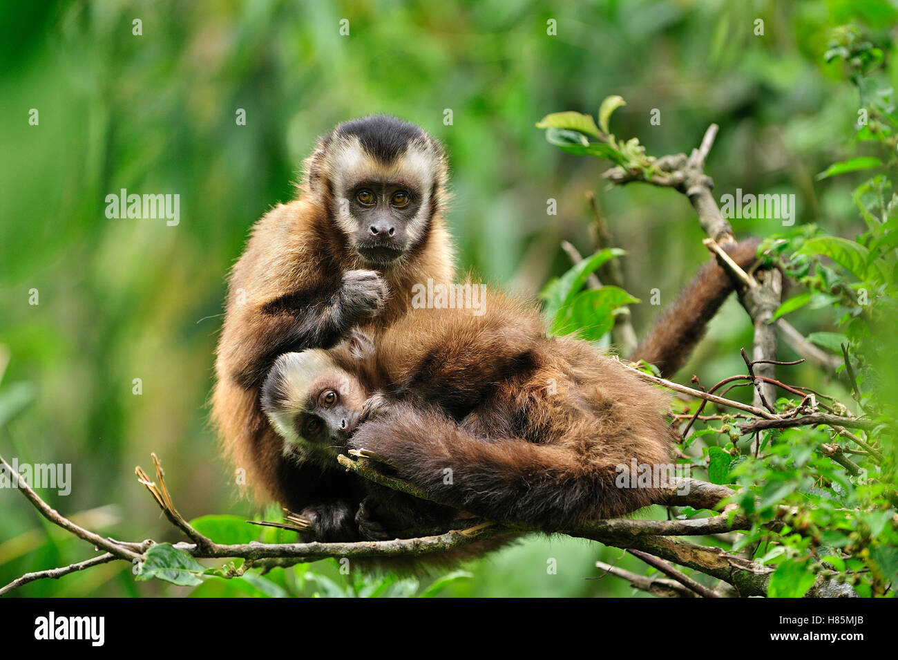 Brown Capuchin (Cebus apella) pair grooming, Manu National Park, Peru ...