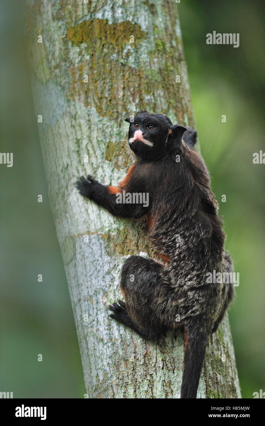 Red-chested Mustached Tamarin (Saguinus labiatus), Manu National Park ...
