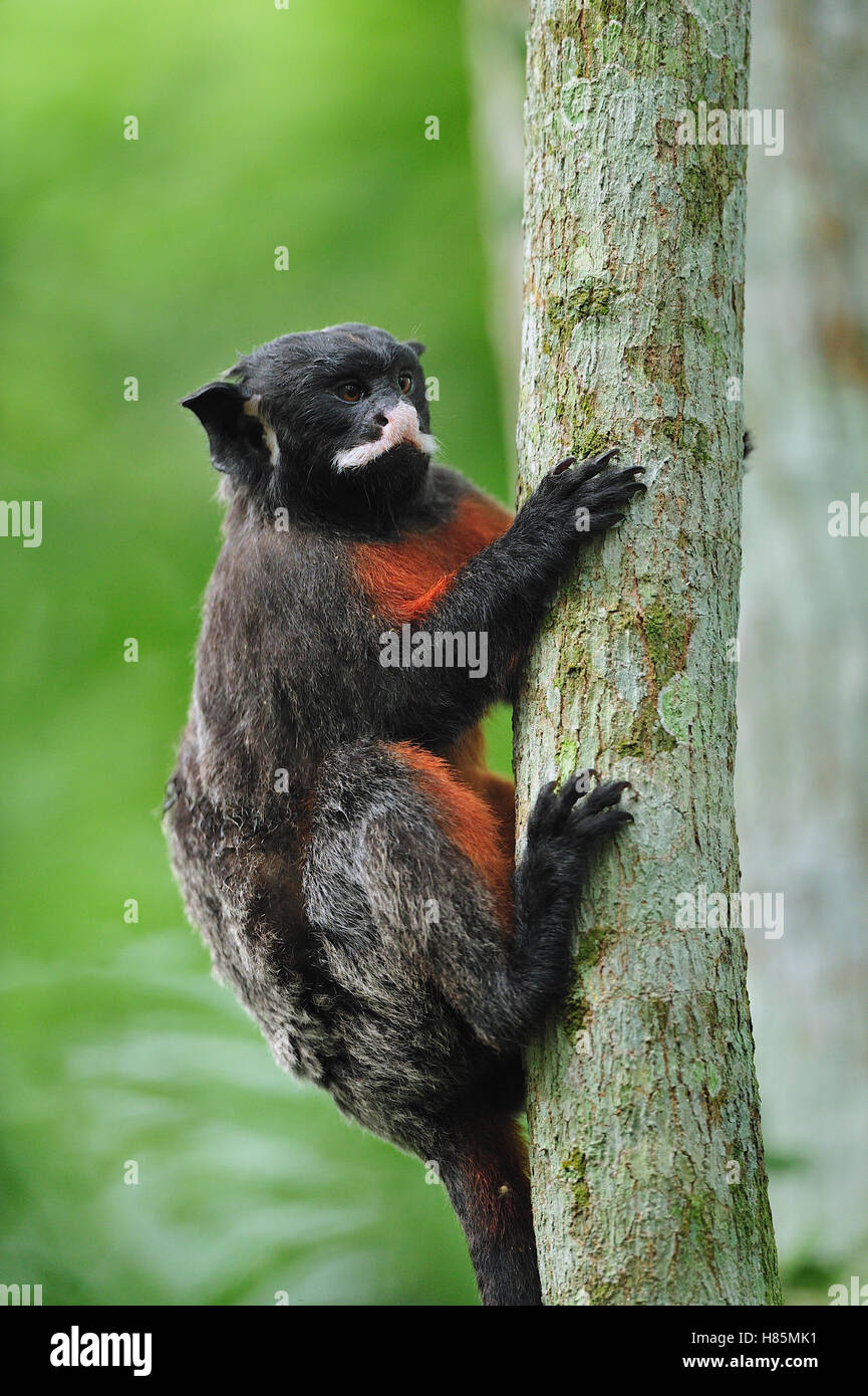 Red-chested Mustached Tamarin (Saguinus labiatus), Manu National Park ...