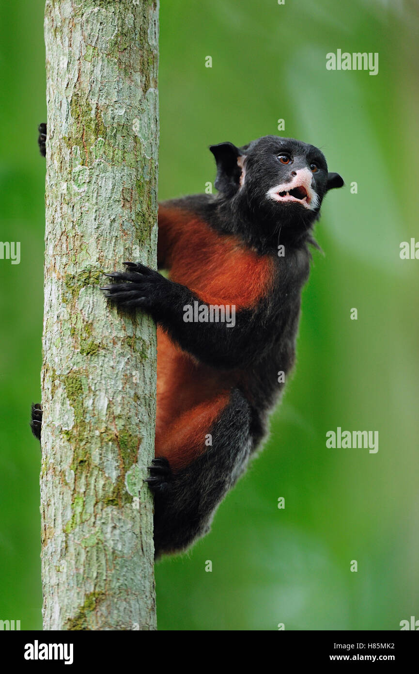 Red-chested Mustached Tamarin (Saguinus labiatus), Manu National Park ...