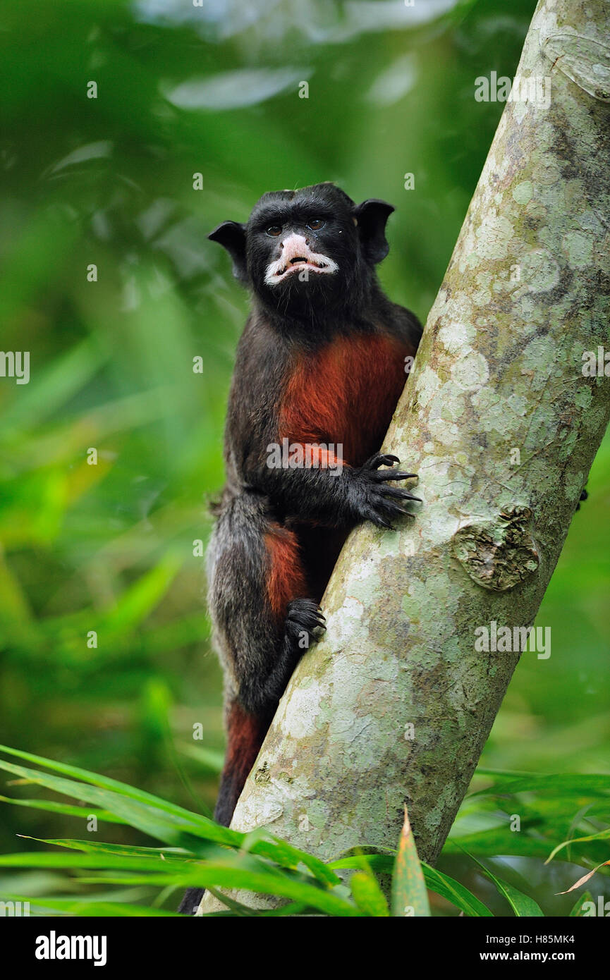 Red-chested Mustached Tamarin (Saguinus labiatus), Manu National Park ...