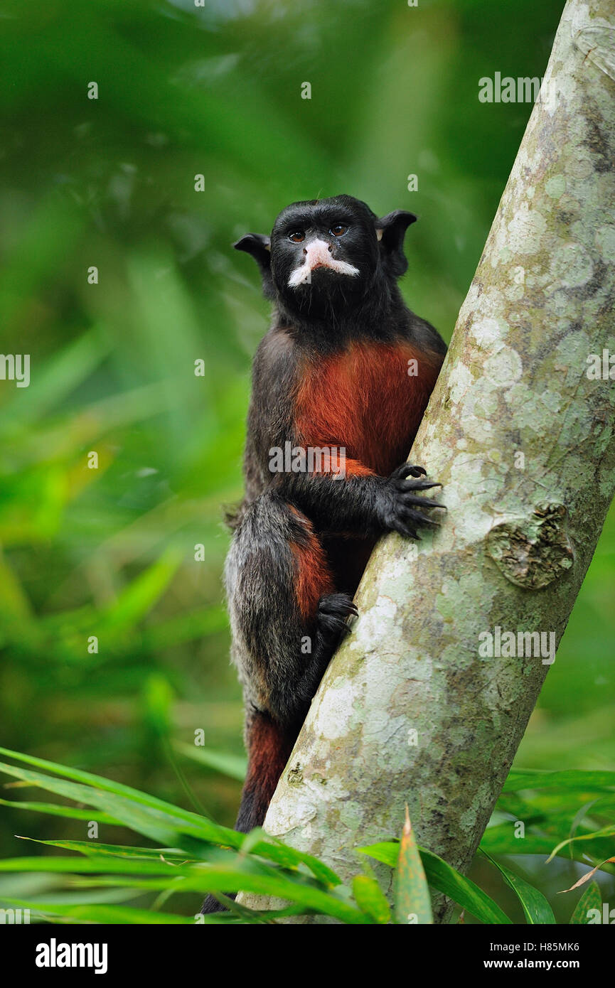 Red-chested Mustached Tamarin (Saguinus labiatus), Manu National Park ...