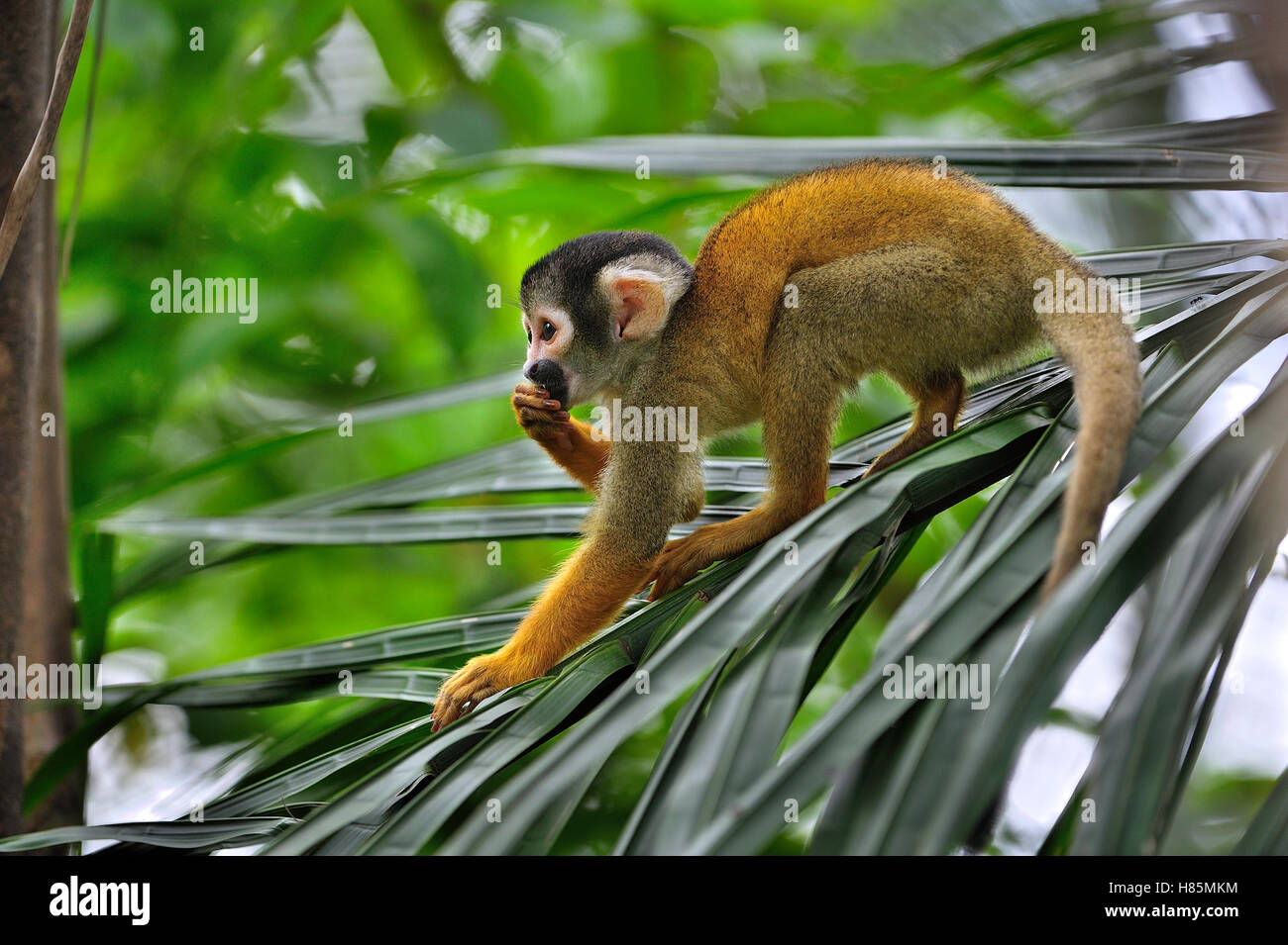 Bolivian Squirrel Monkey (Saimiri boliviensis) female feeding ...