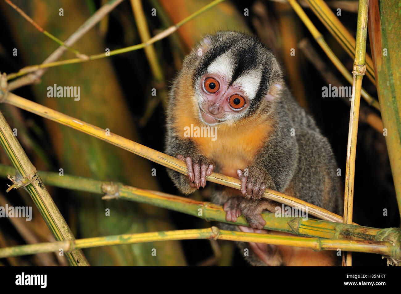 Black-headed Night Monkey (Aotus nigriceps) at night, Tambopata-Candamo ...