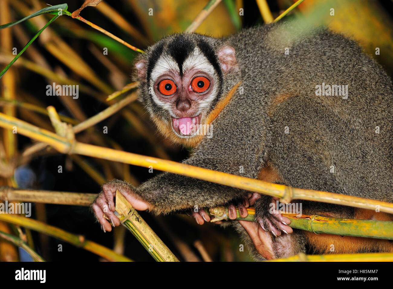 Black-headed Night Monkey (Aotus nigriceps) in defensive posture ...