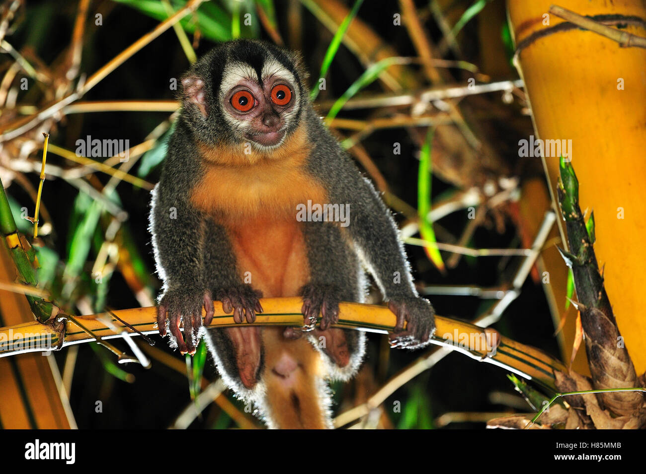 Black-headed Night Monkey (Aotus nigriceps) at night, Tambopata-Candamo ...