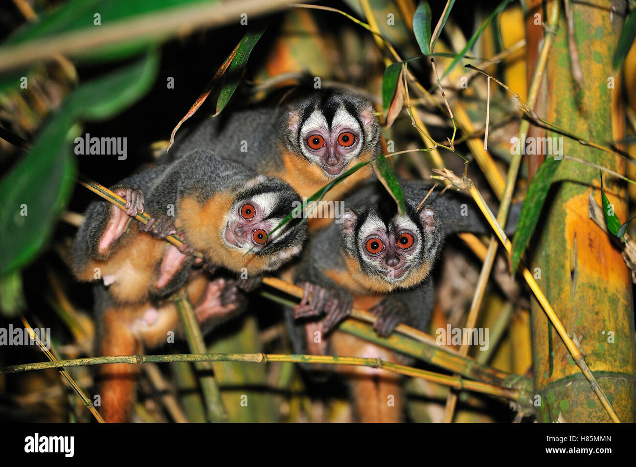 Black-headed Night Monkey (Aotus nigriceps) group at night, Tambopata-Candamo Nature Reserve ...
