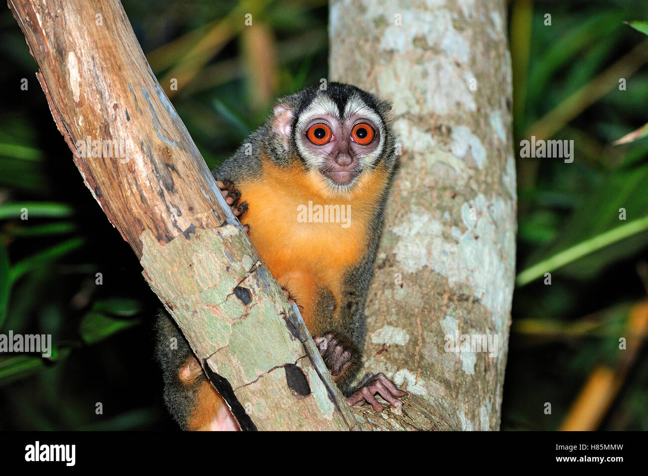 Black-headed Night Monkey (Aotus nigriceps) at night, Tambopata-Candamo ...