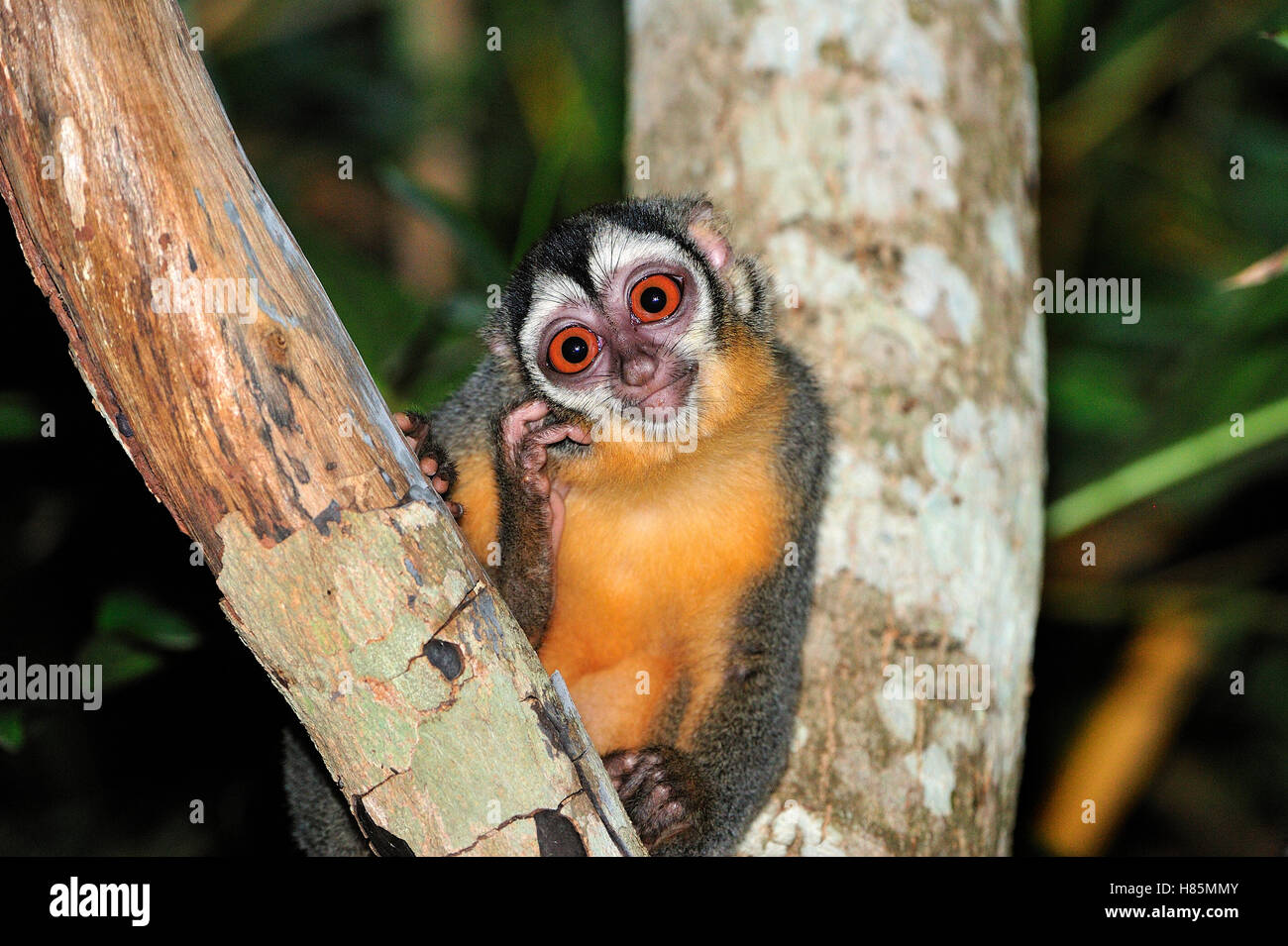 Black-headed Night Monkey (Aotus nigriceps) scratching itself at night, Tambopata-Candamo Nature ...