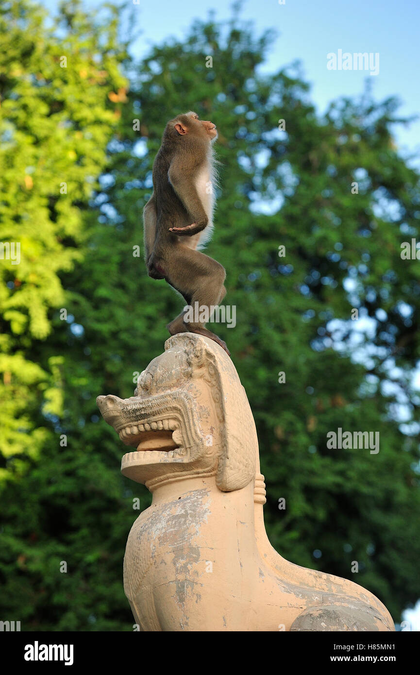 Long-tailed Macaque (Macaca fascicularis) standing on statue, Phnom ...