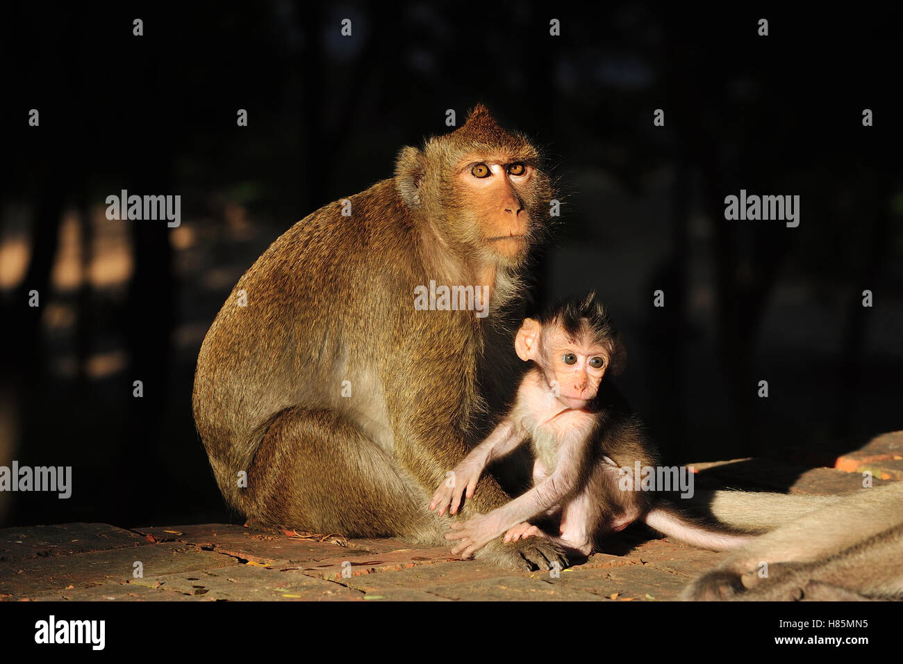 Long-tailed Macaque (Macaca fascicularis) mother with young, Phnom Penh, Cambodia Stock Photo ...
