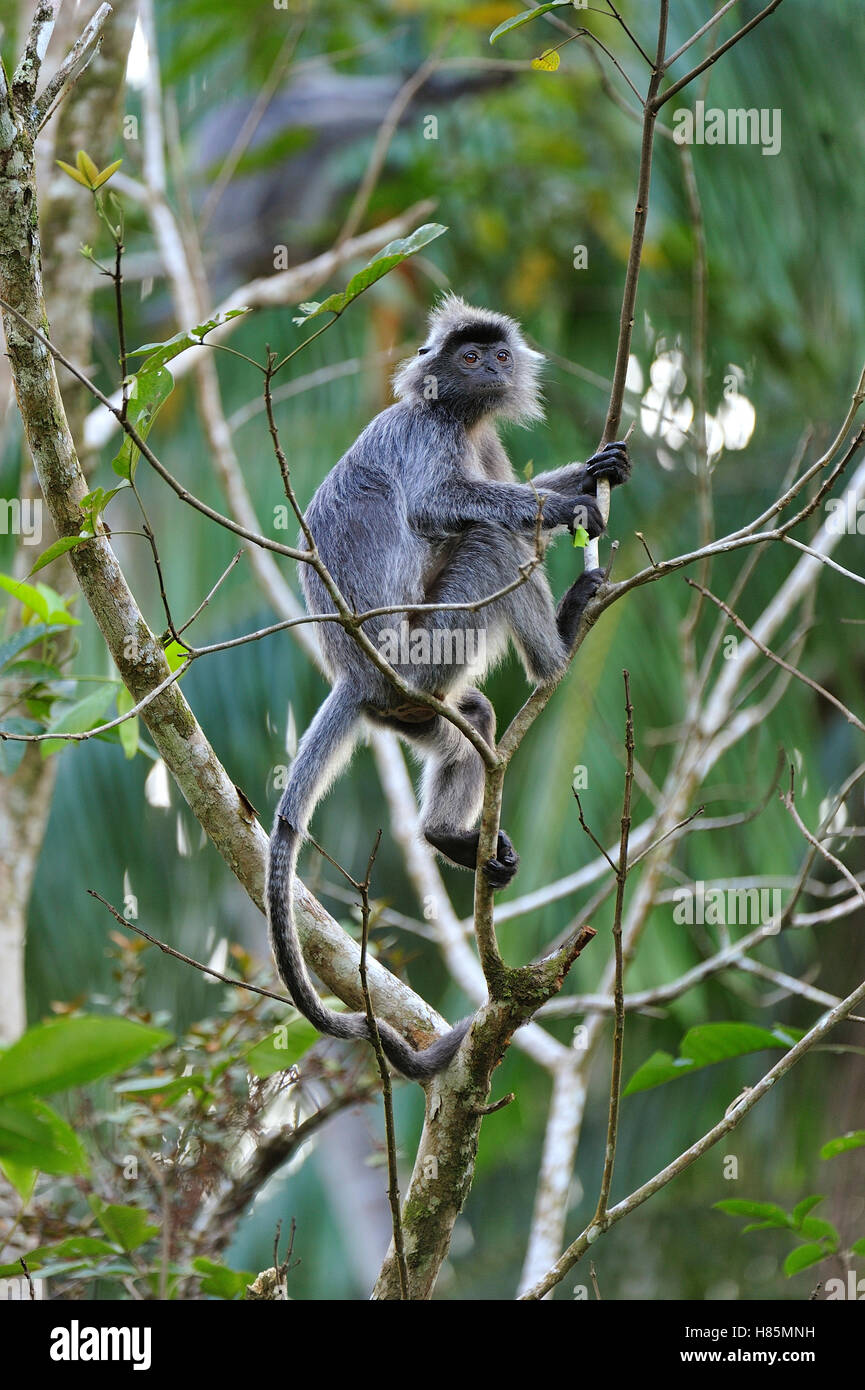 Silvered Leaf Monkey (Trachypithecus cristatus), Bako National Park ...