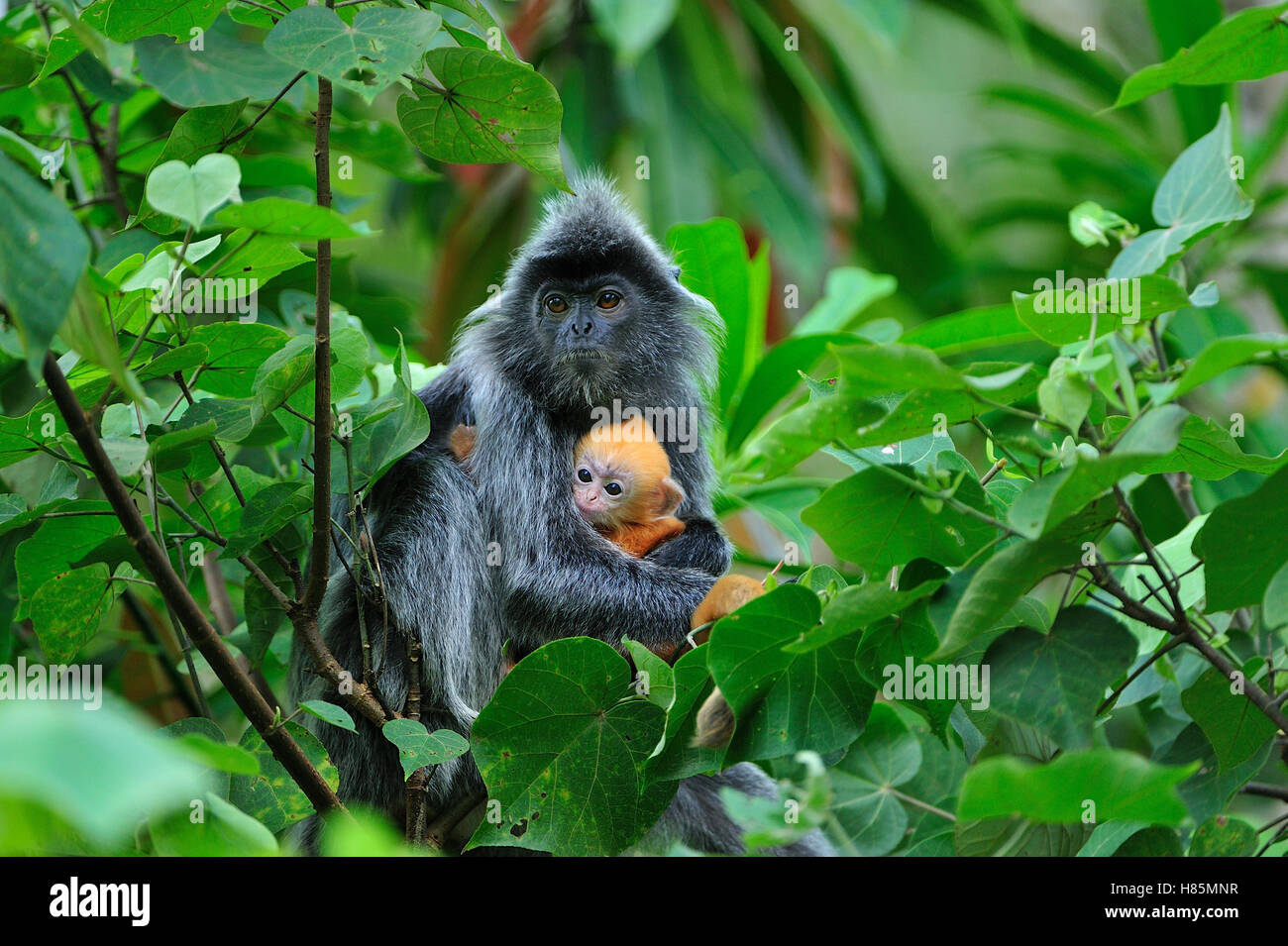 Silvered Leaf Monkey (Trachypithecus cristatus) mother with baby, Bako ...