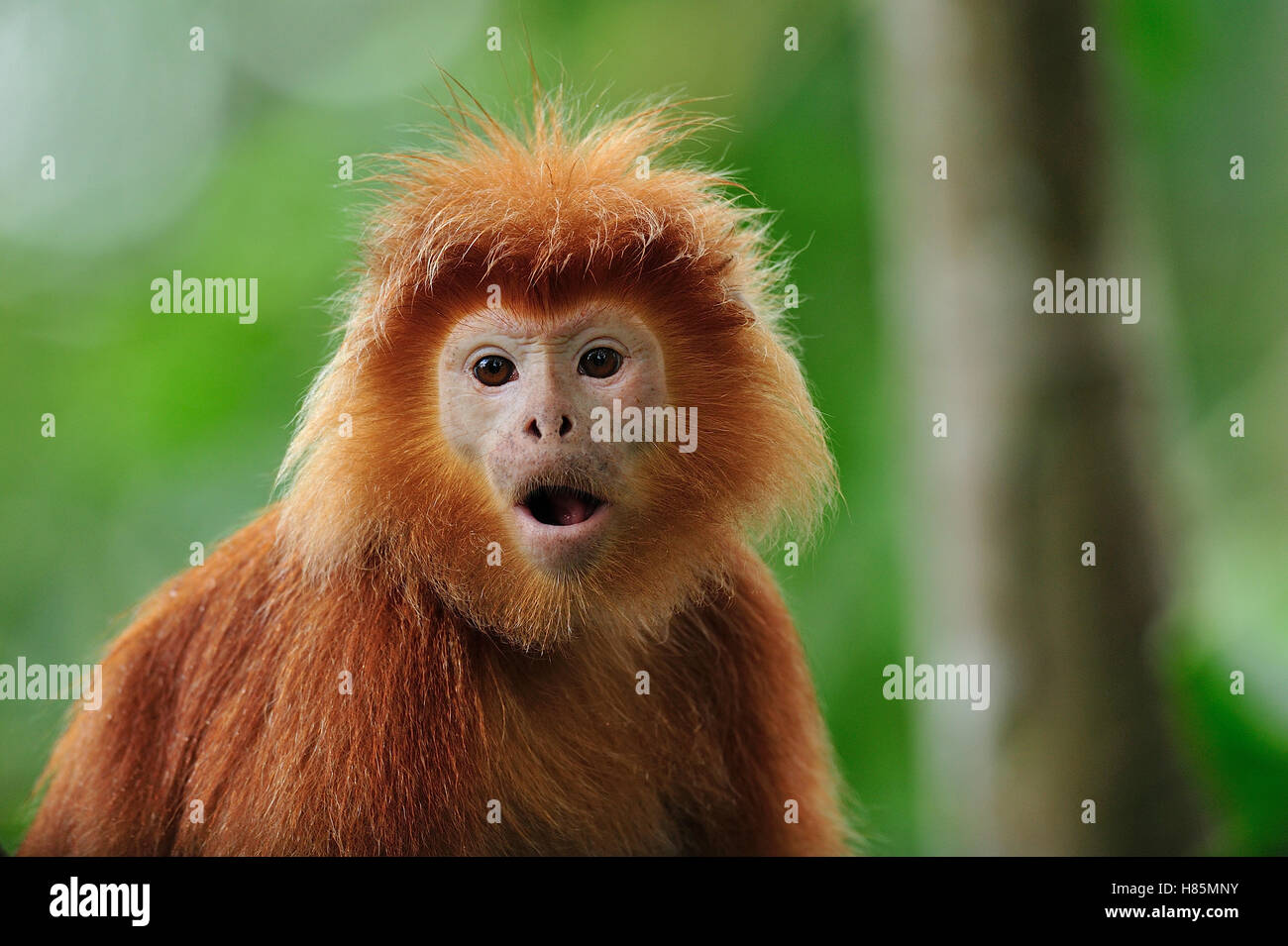Ebony Leaf Monkey (Trachypithecus auratus), native to Java Stock Photo ...