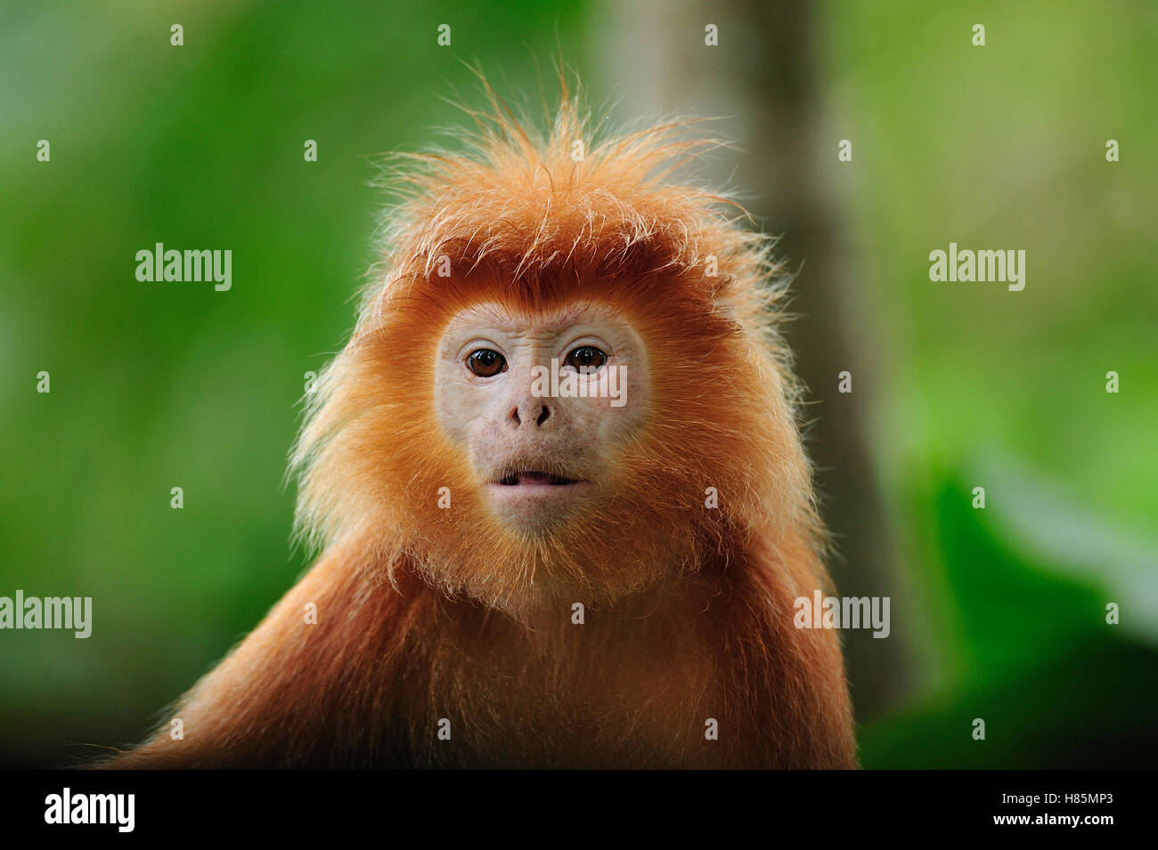 Ebony Leaf Monkey (Trachypithecus auratus), native to Java Stock Photo ...