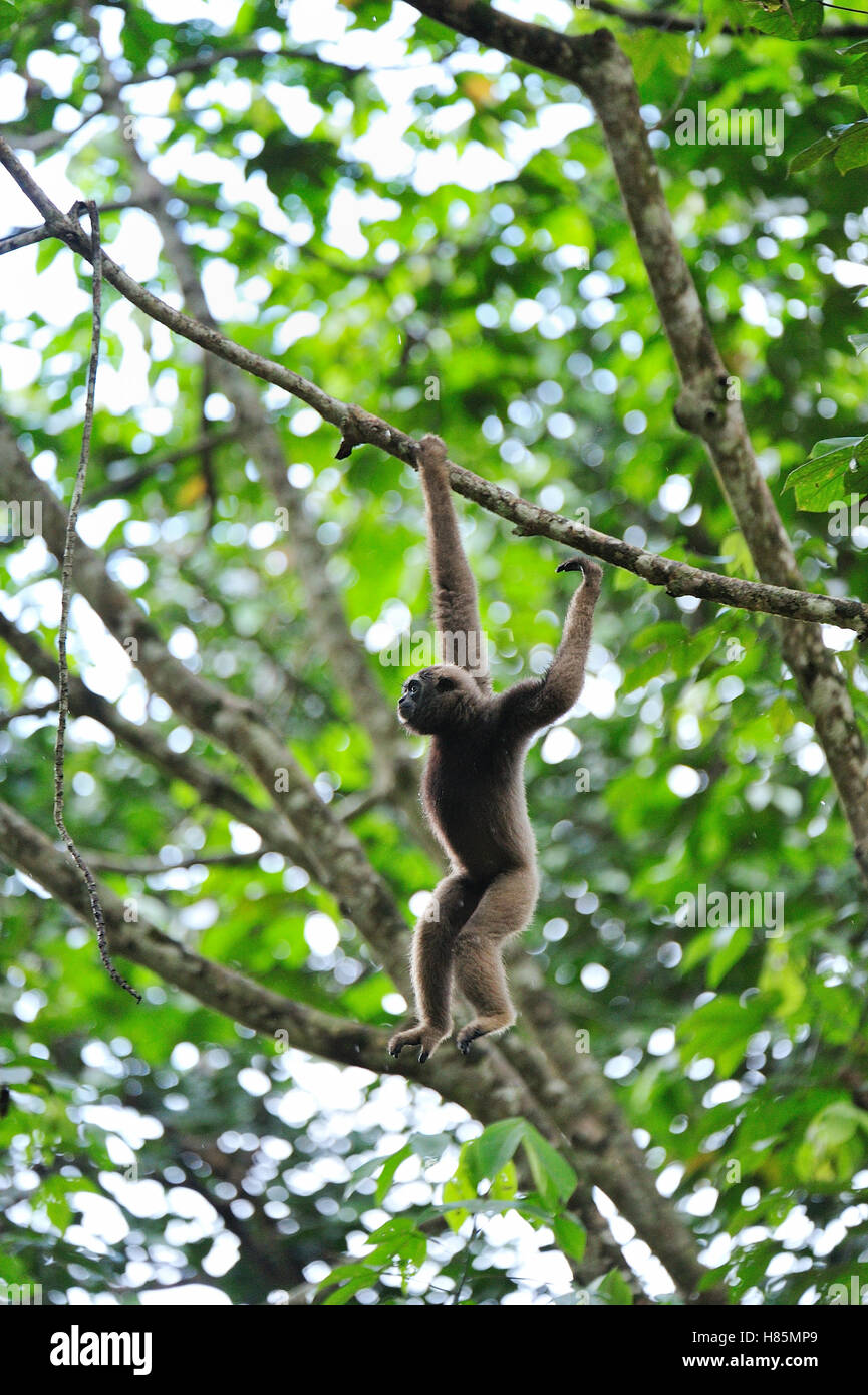 Muller's Bornean Gibbon (Hylobates muelleri) hanging, Tabin Wildlife ...
