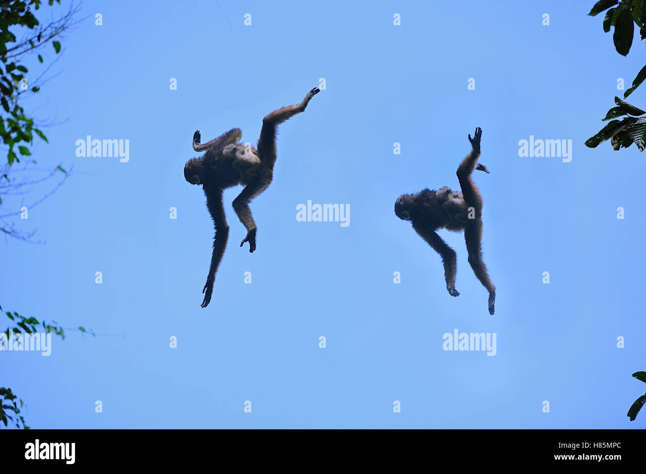 Muller's Bornean Gibbon (Hylobates muelleri) pair jumping, Tabin ...