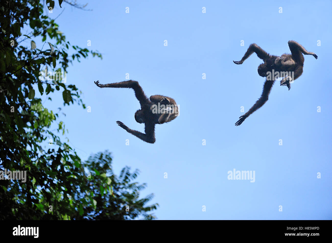 Muller's Bornean Gibbon (Hylobates muelleri) pair jumping, Tabin ...