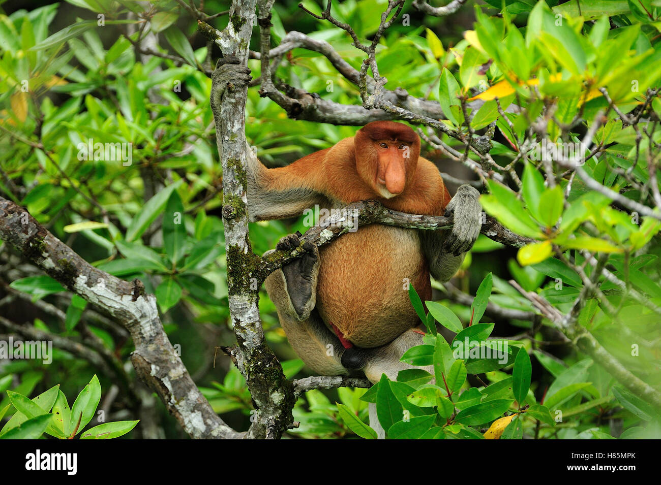 Proboscis Monkey (Nasalis larvatus) male, Bako National Park, Sarawak ...