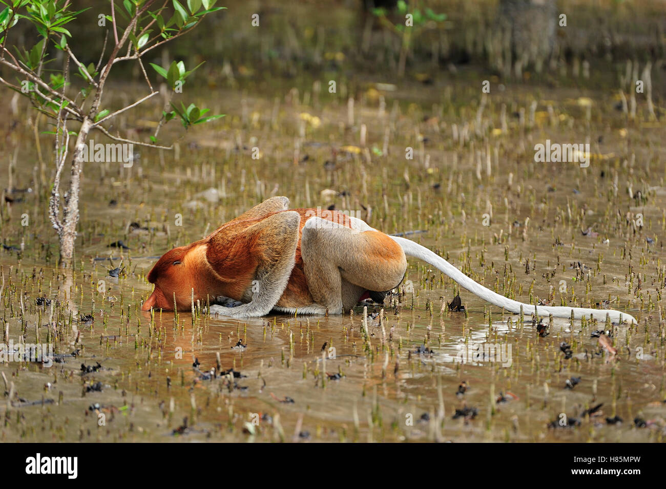 Proboscis Monkey (Nasalis larvatus) male drinking in mangrove swamp at ...