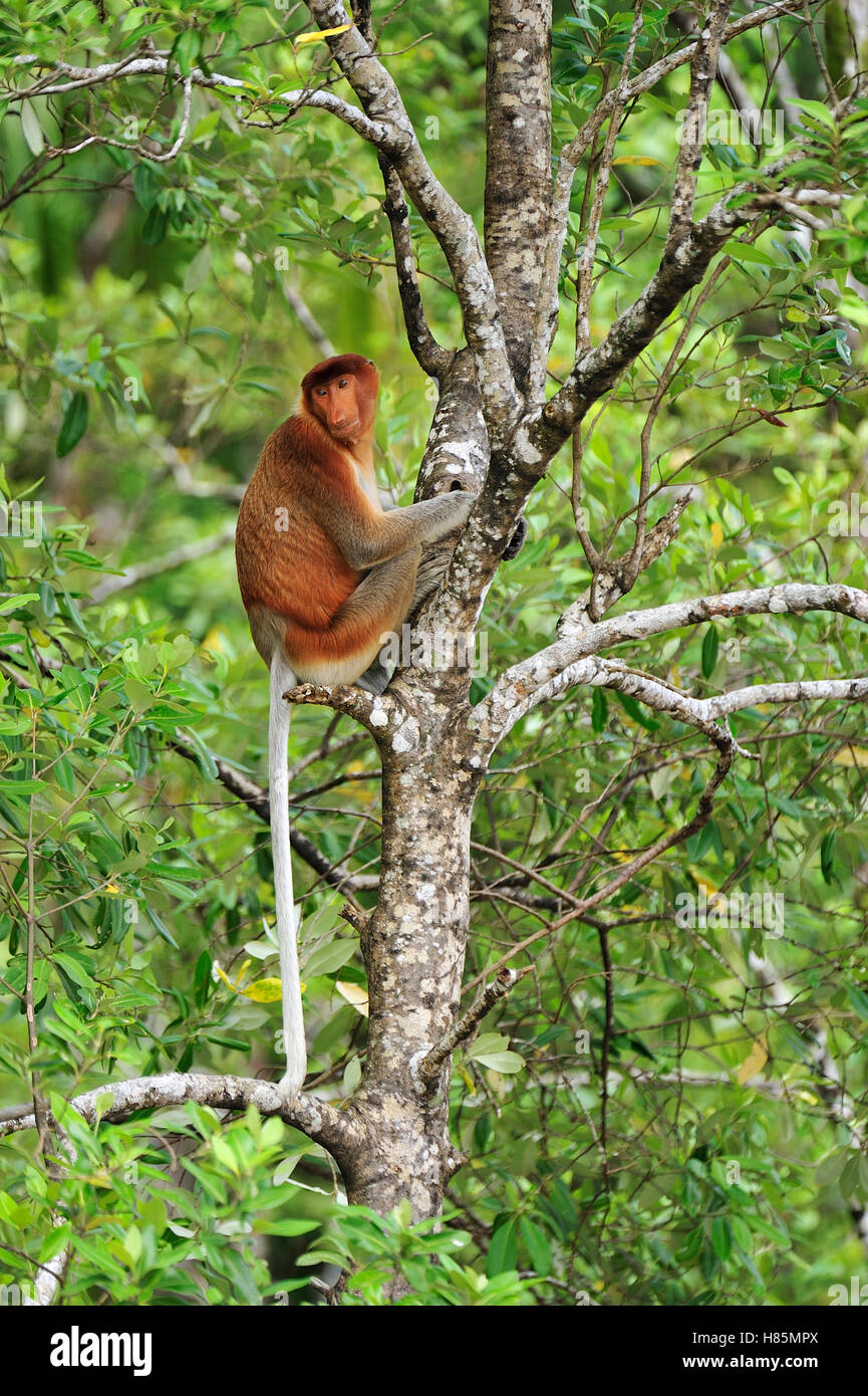 Proboscis Monkey (Nasalis larvatus) female, Bako National Park, Sarawak ...