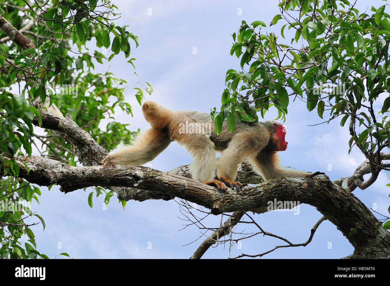 White Bald-headed Uacari (Cacajao calvus calvus) climbing in tree ...