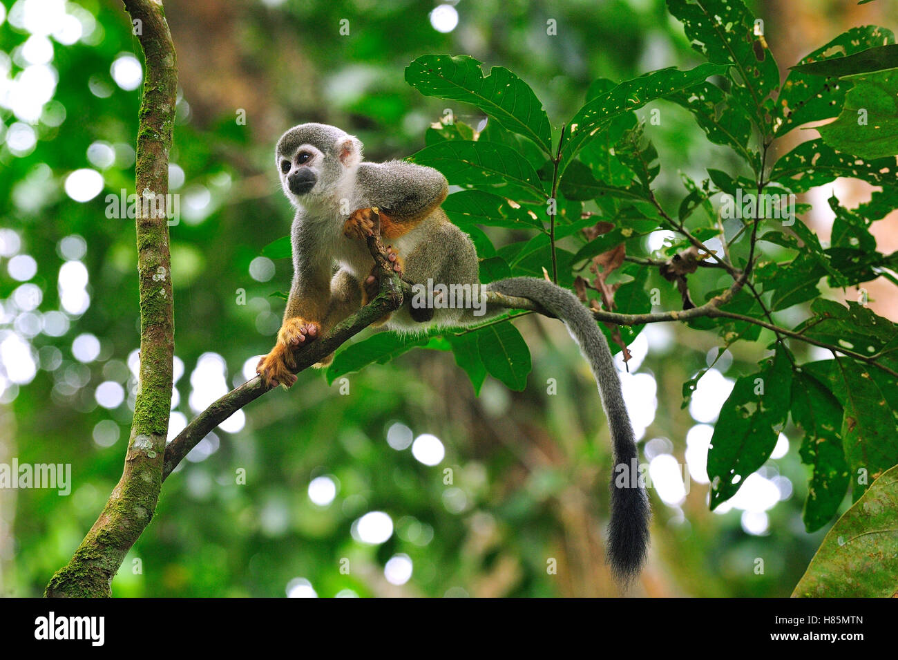 South American Squirrel Monkey (Saimiri sciureus), Amacayacu National ...