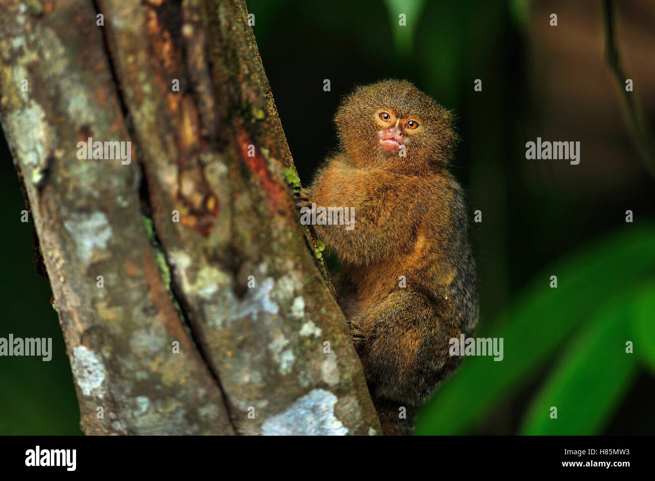 Pygmy Marmoset (Cebuella pygmaea), Amacayacu National Park, Colombia ...