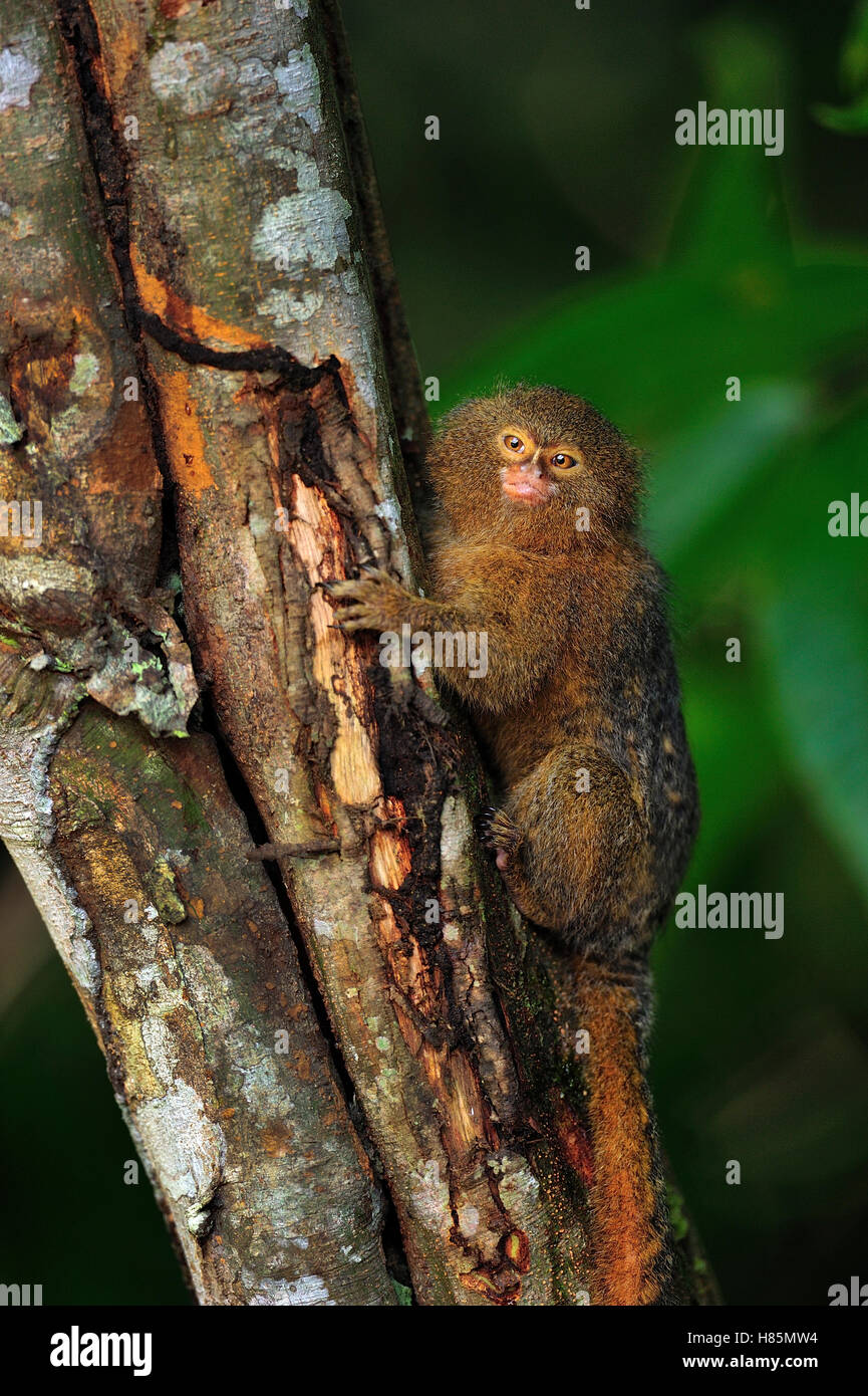 Pygmy Marmoset (Cebuella pygmaea), Amacayacu National Park, Colombia ...