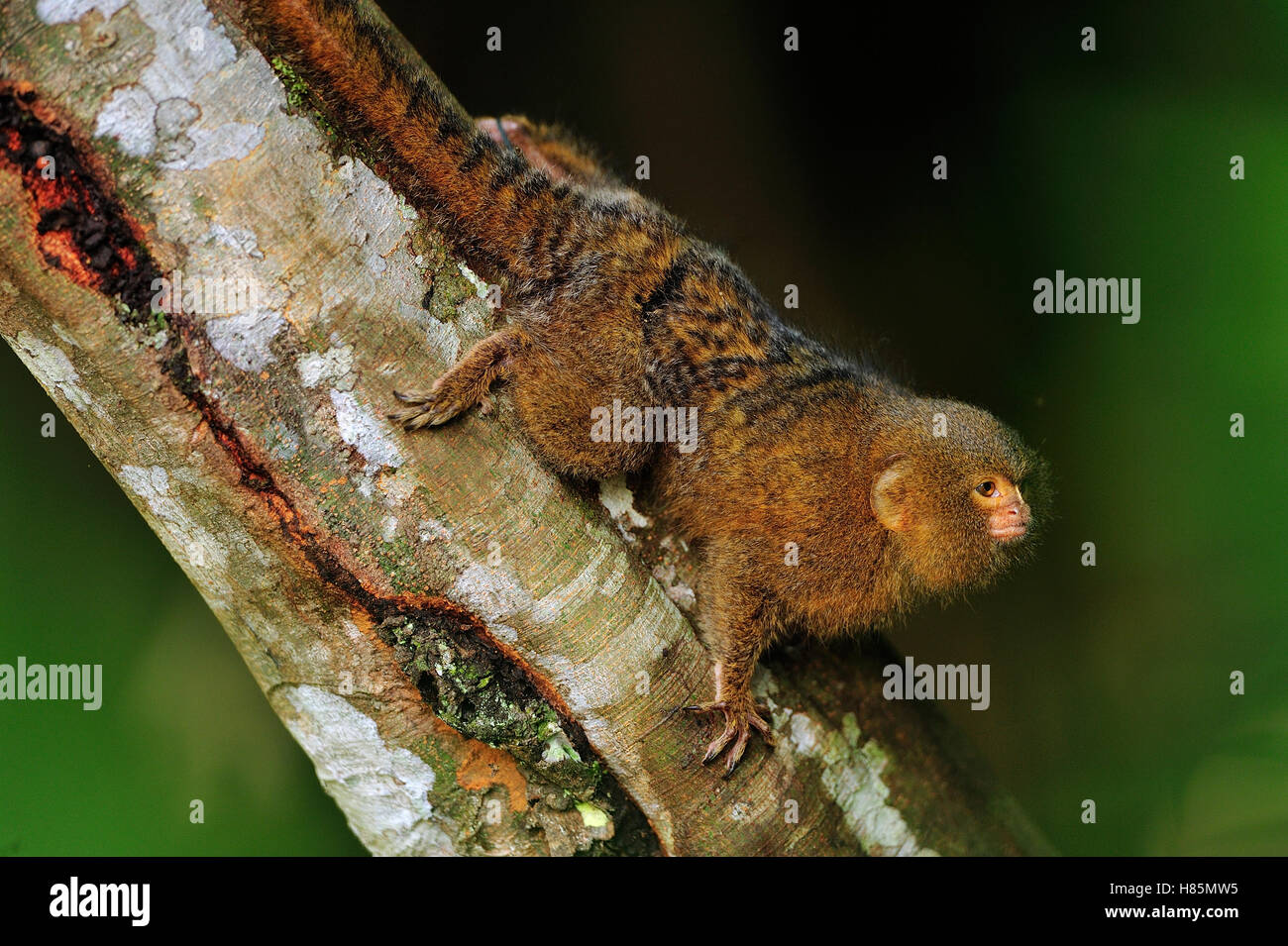 Pygmy Marmoset (Cebuella pygmaea), Amacayacu National Park, Colombia ...