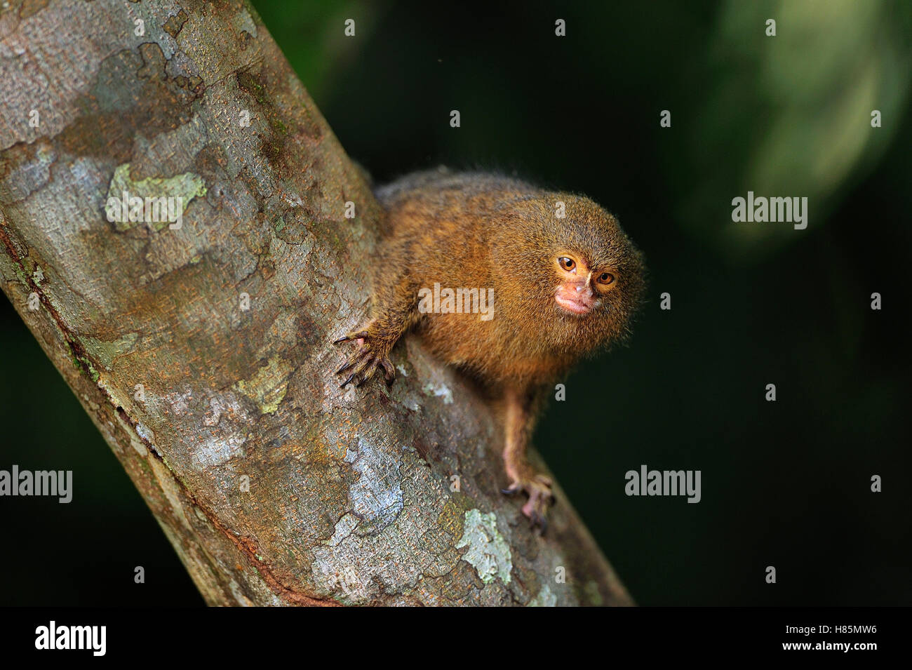 Pygmy Marmoset (Cebuella pygmaea), Amacayacu National Park, Colombia ...