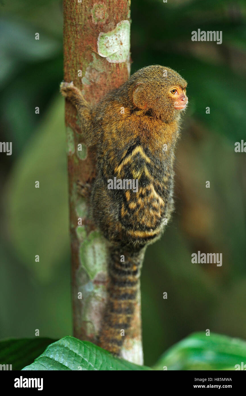 Pygmy Marmoset (Cebuella pygmaea), Amacayacu National Park, Colombia ...