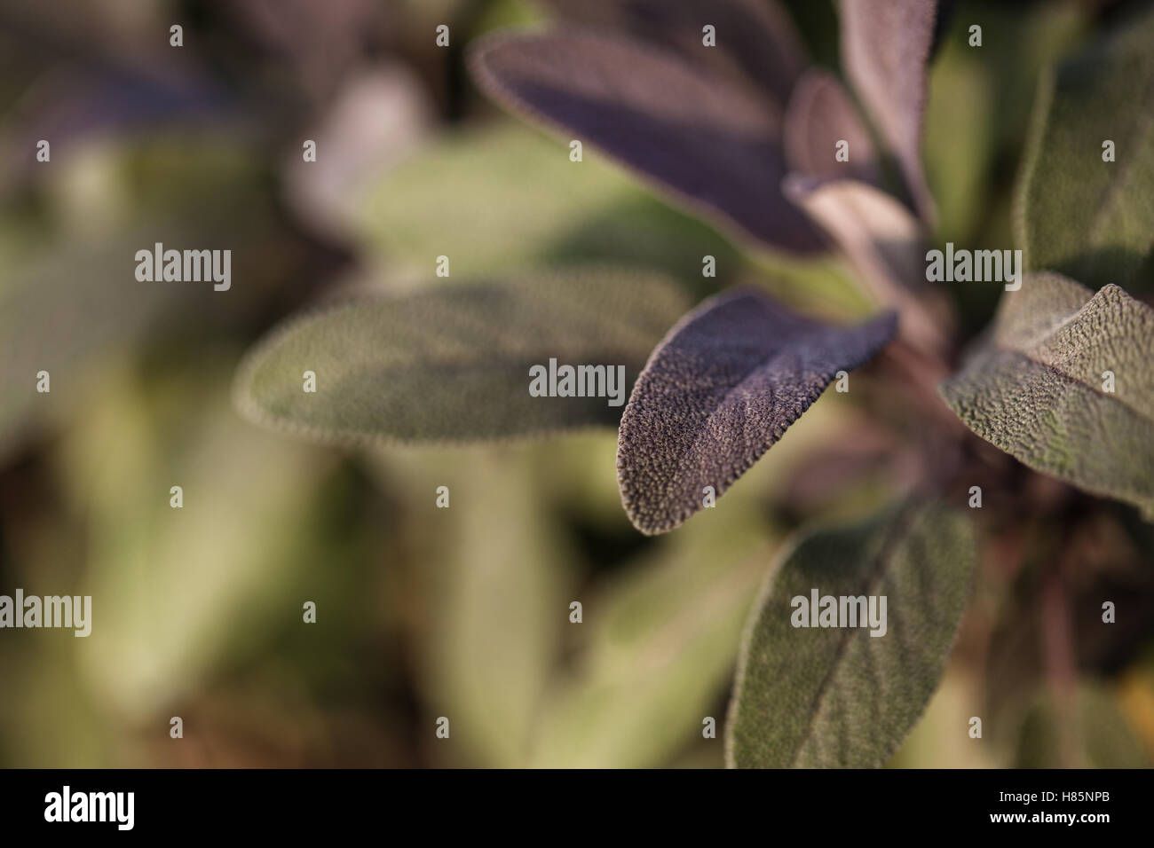 Organic gardening, growing sage in outdoor herb garden Stock Photo - Alamy